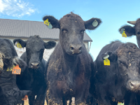 Our Farm – Charles Family Farm